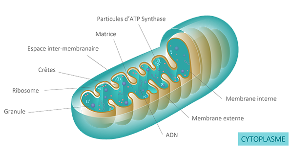 Les dysfonctions mitochondriales, quelles conséquences pour la santé